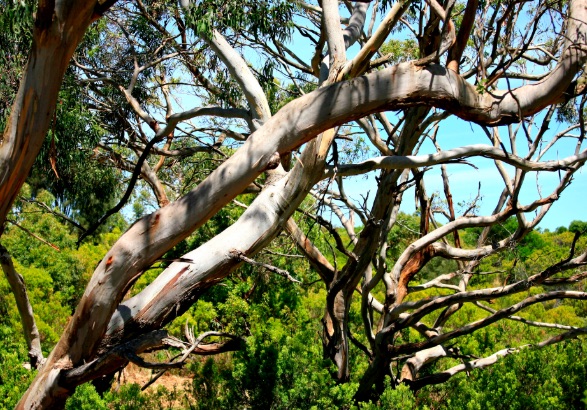 new-tree-removal-provisions-proposed-central-coast-news